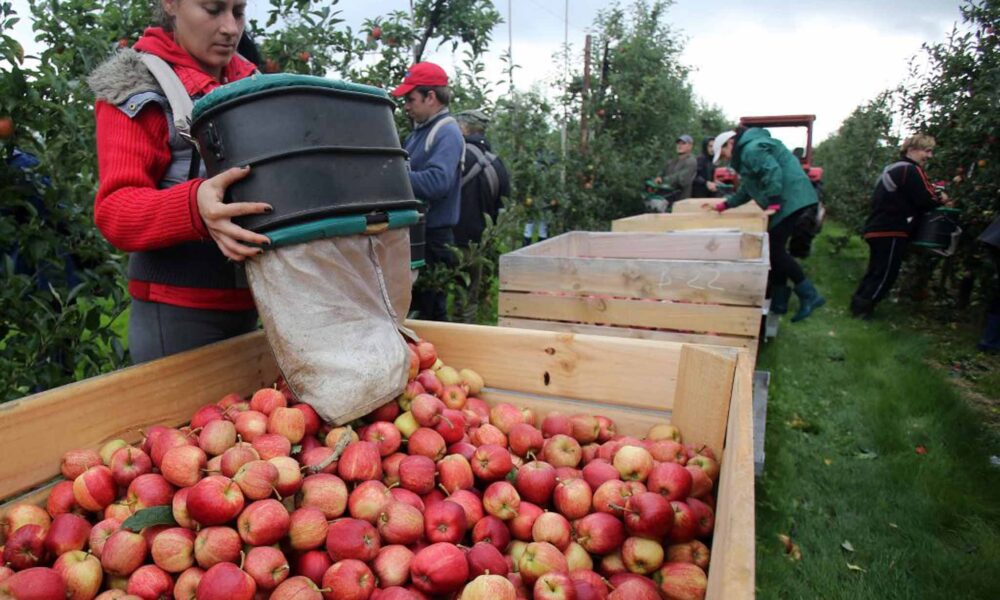 Fruit farm labourer Needed in Canada by WDN Farms – High Paying Salary ...