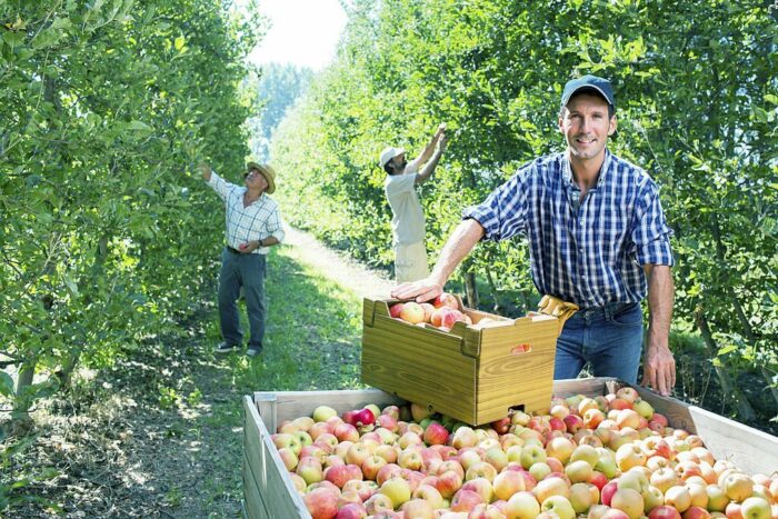 Apple picker and vegetable Picker Needed in Canada by Mensen Farm ...