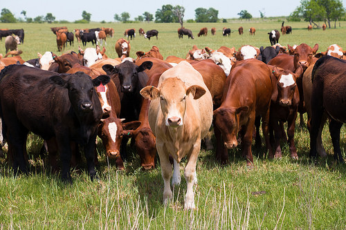 Beef cattle farm worker Needed in Canada by Nicholas Kunec, Alisha ...